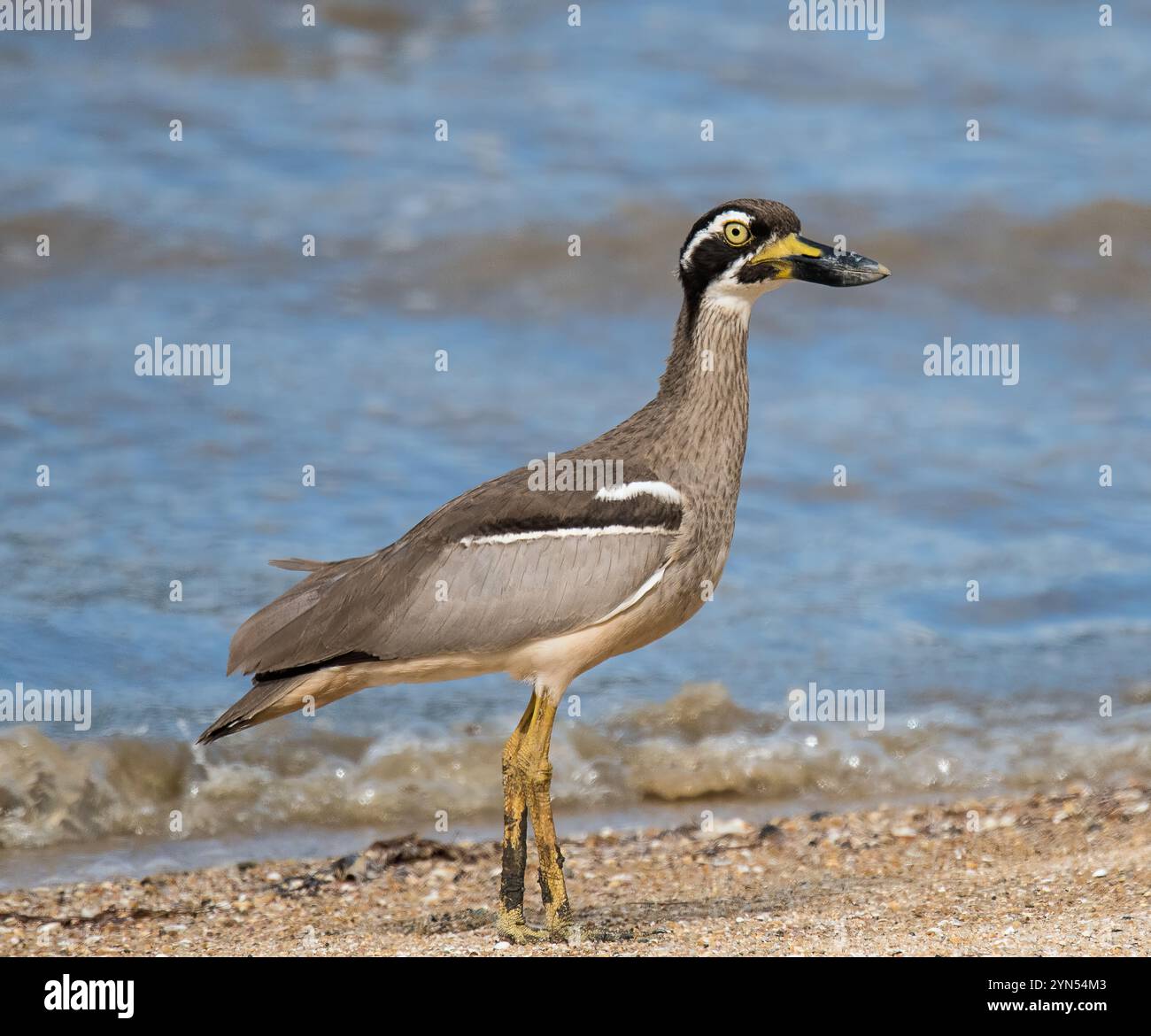 Beach Stone Curlew Stock Photo - Alamy