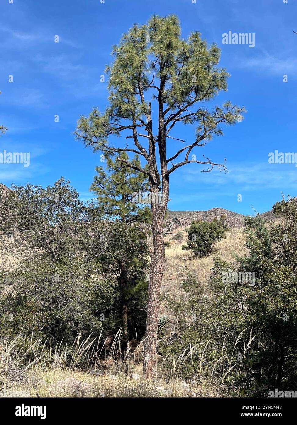 Apache pine (Pinus engelmannii Stock Photo - Alamy