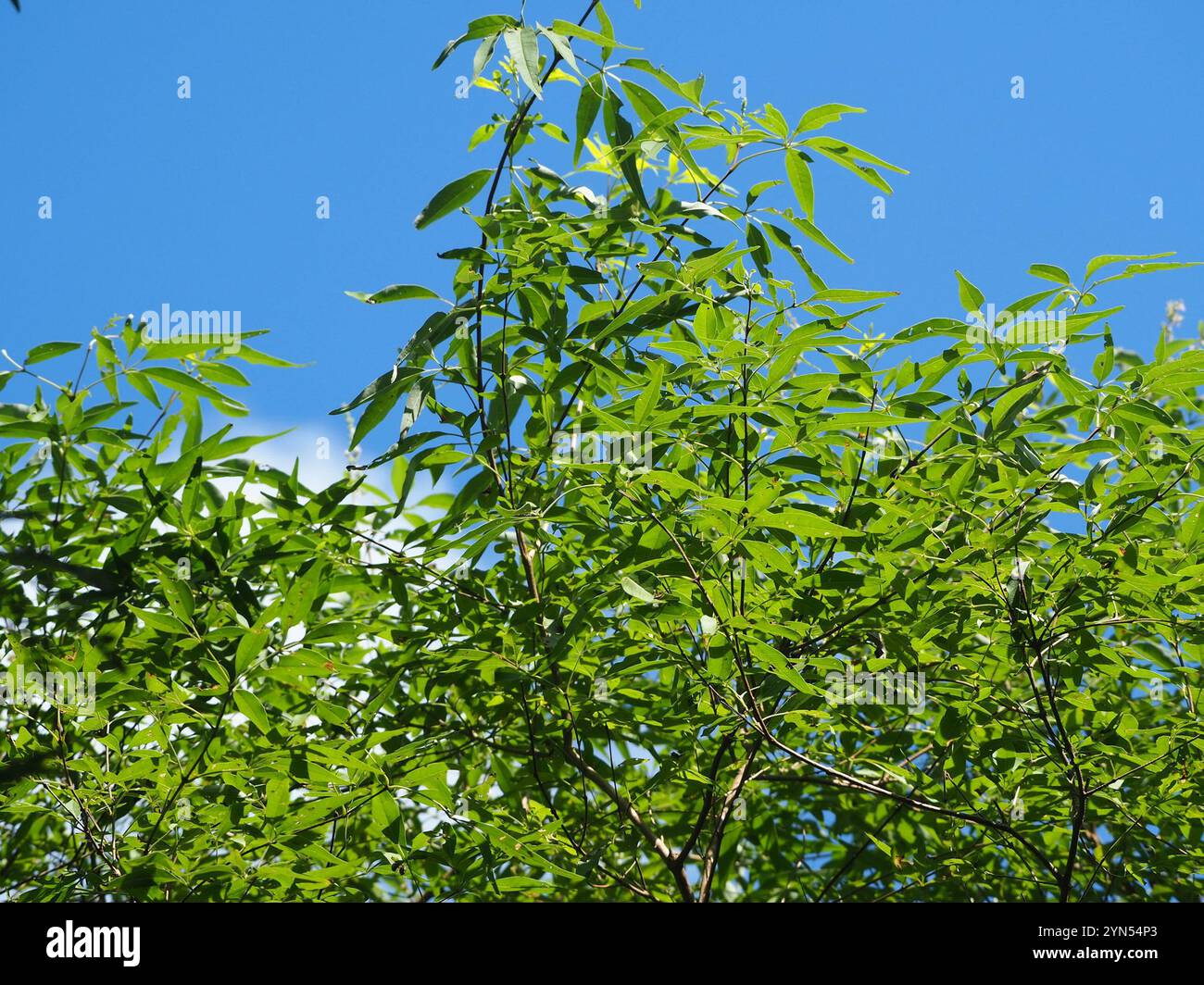 Five-leaved chaste tree (Vitex negundo Stock Photo - Alamy