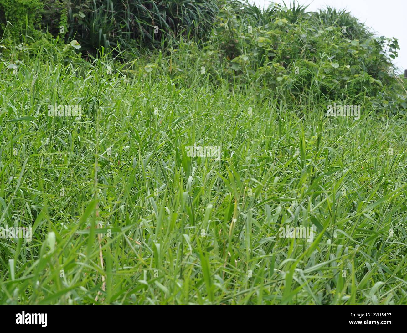 Para Grass (Urochloa mutica Stock Photo - Alamy