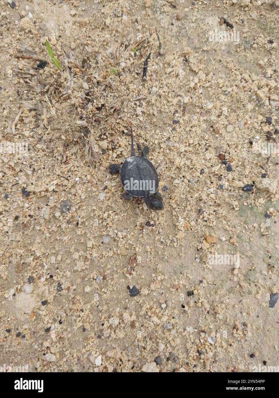 Mediterranean Turtle (Mauremys leprosa Stock Photo - Alamy