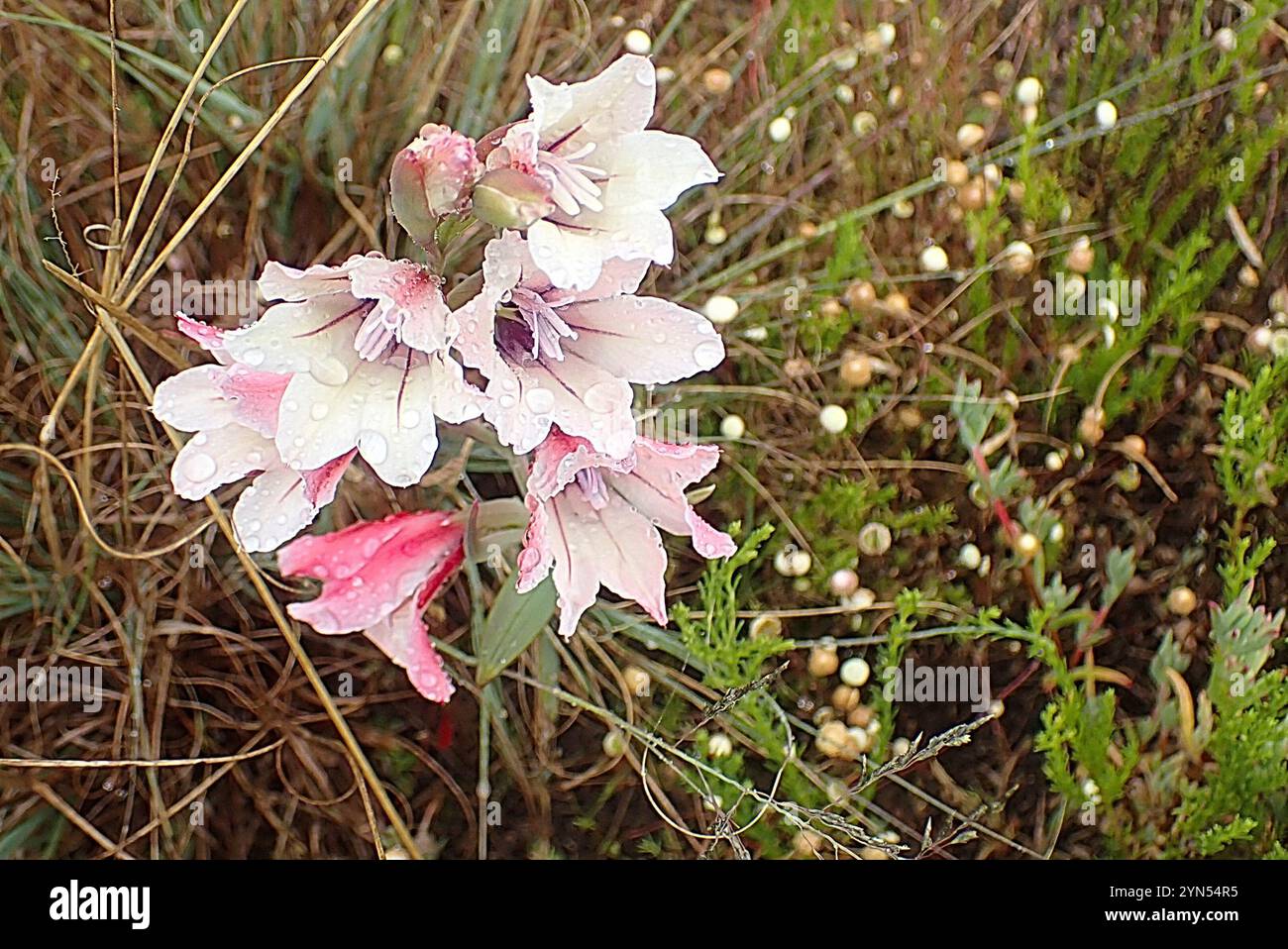 Common Swordlily (Gladiolus floribundus Stock Photo - Alamy
