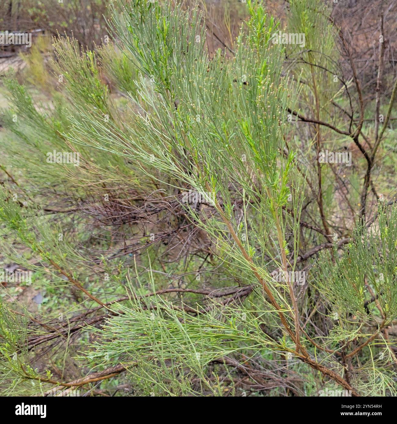 Desert Broom (Baccharis sarothroides Stock Photo - Alamy