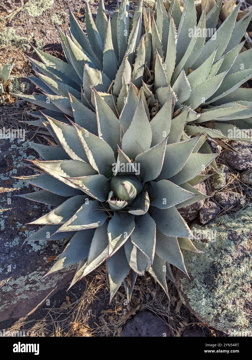 Parry's agave (Agave parryi Stock Photo - Alamy