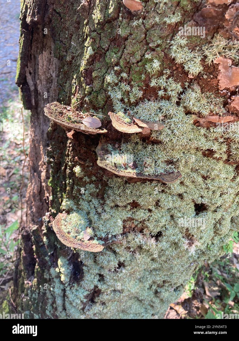 white octoblepharum moss (Octoblepharum albidum Stock Photo - Alamy