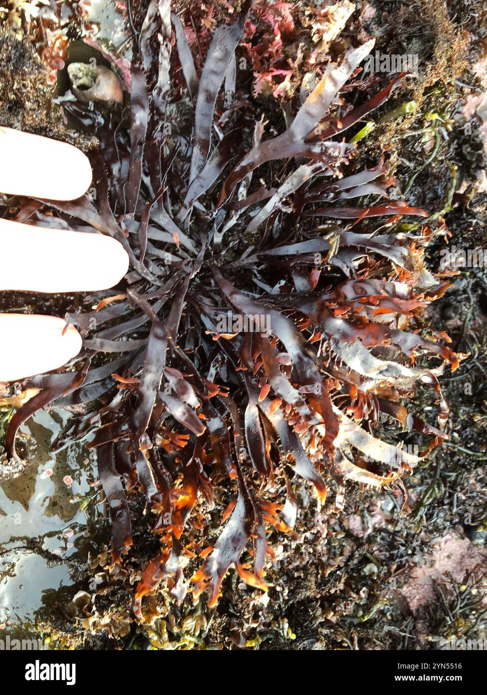 red algae (Rhodophyta Stock Photo - Alamy