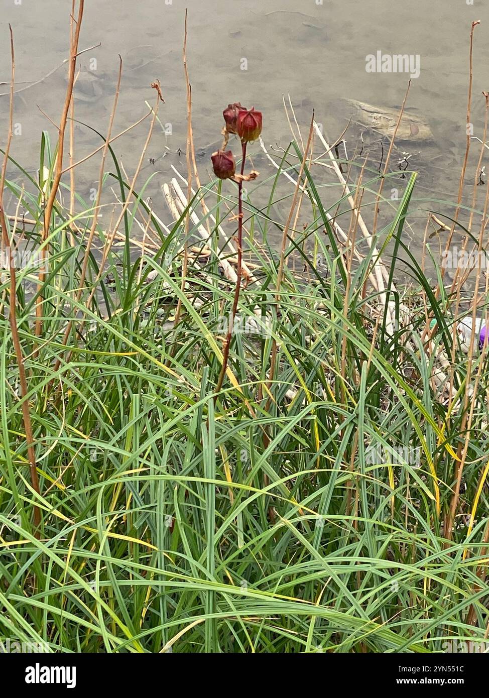 Halberd-leaf Rosemallow (Hibiscus laevis Stock Photo - Alamy