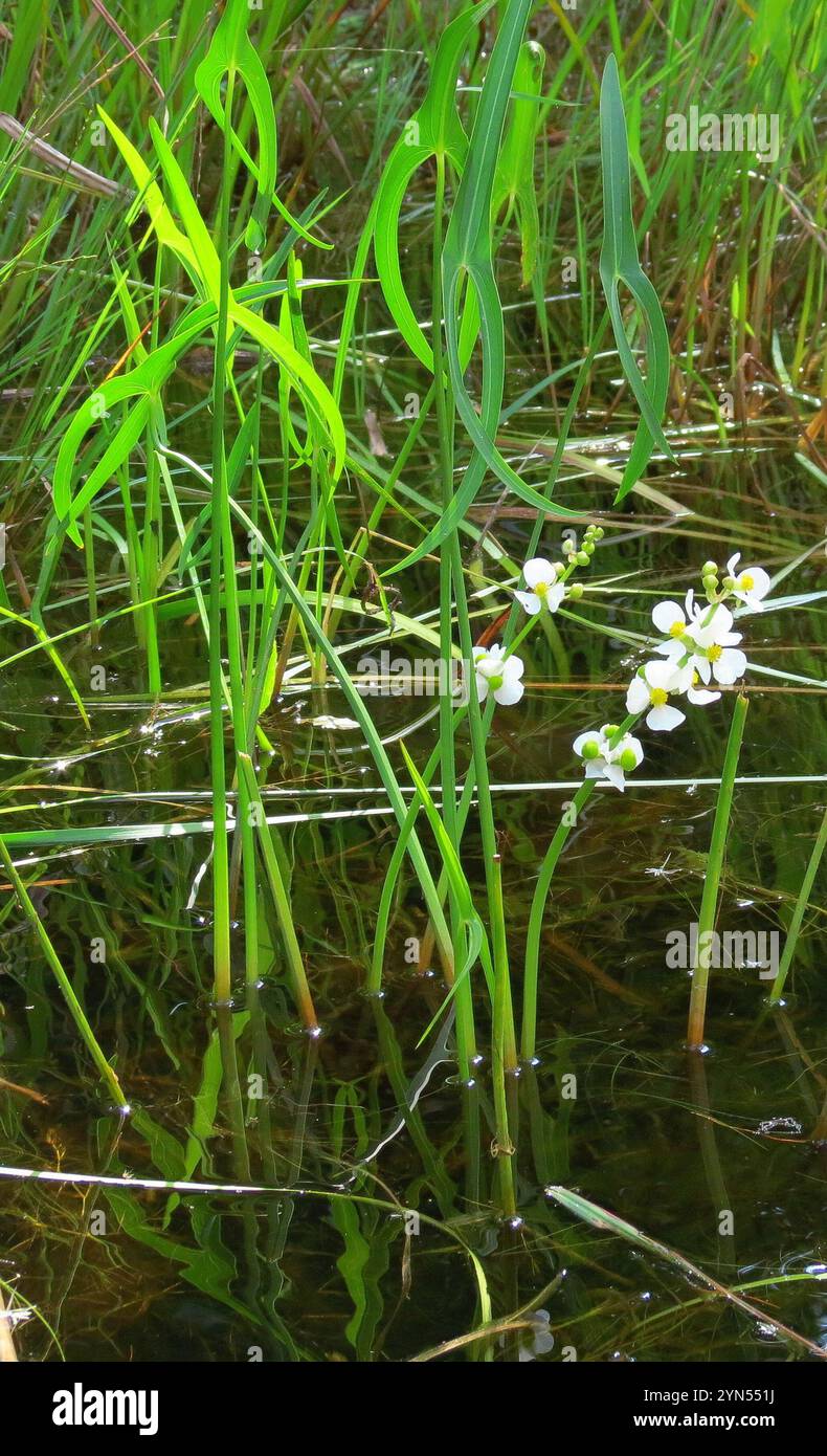 broadleaf arrowhead (Sagittaria latifolia Stock Photo - Alamy