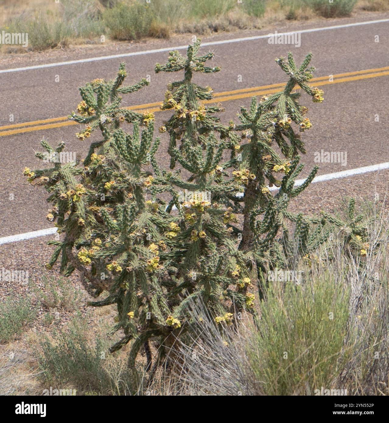 tree cholla (Cylindropuntia imbricata Stock Photo - Alamy