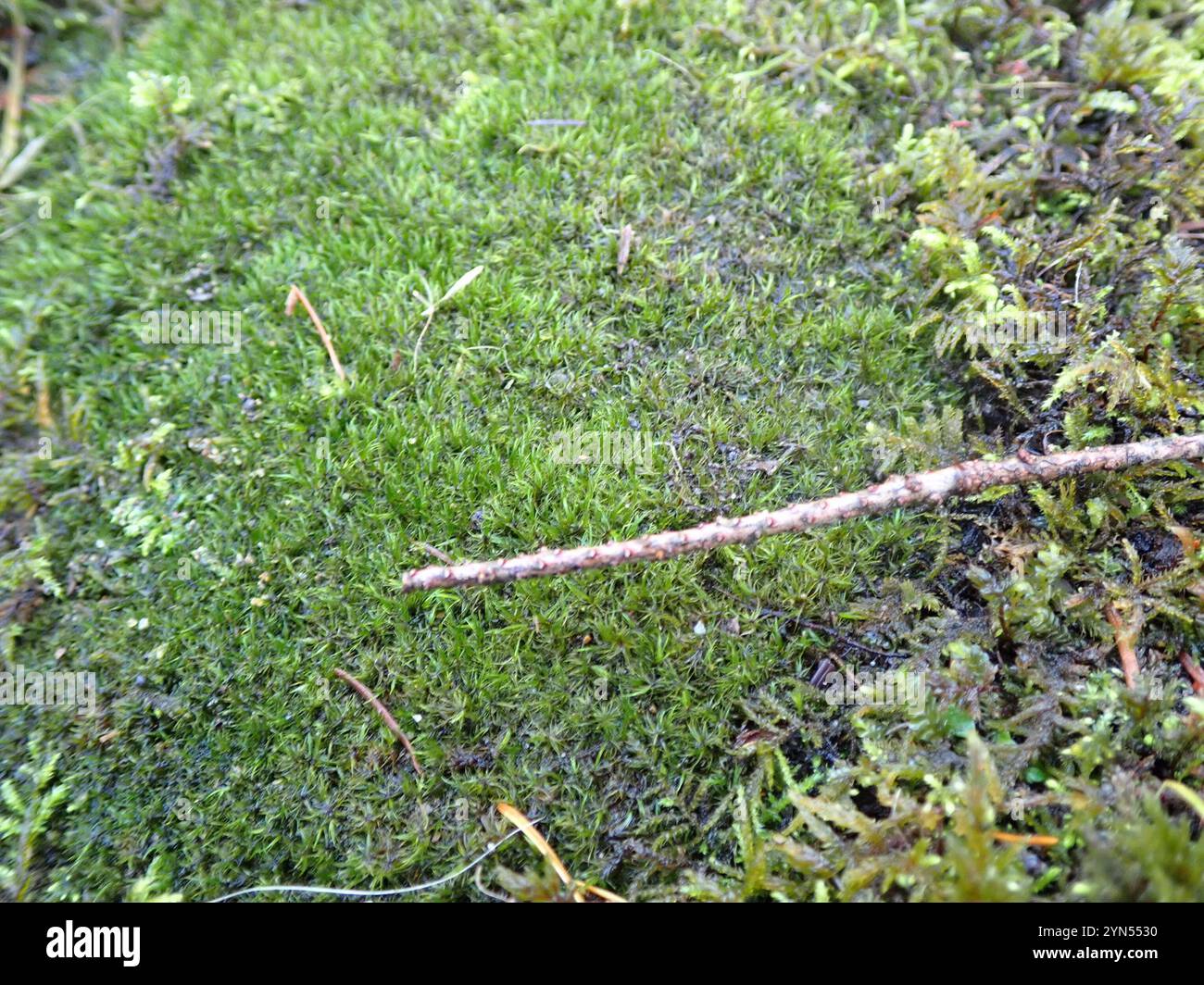 Sharp-leaved Blindia (Blindia acuta Stock Photo - Alamy