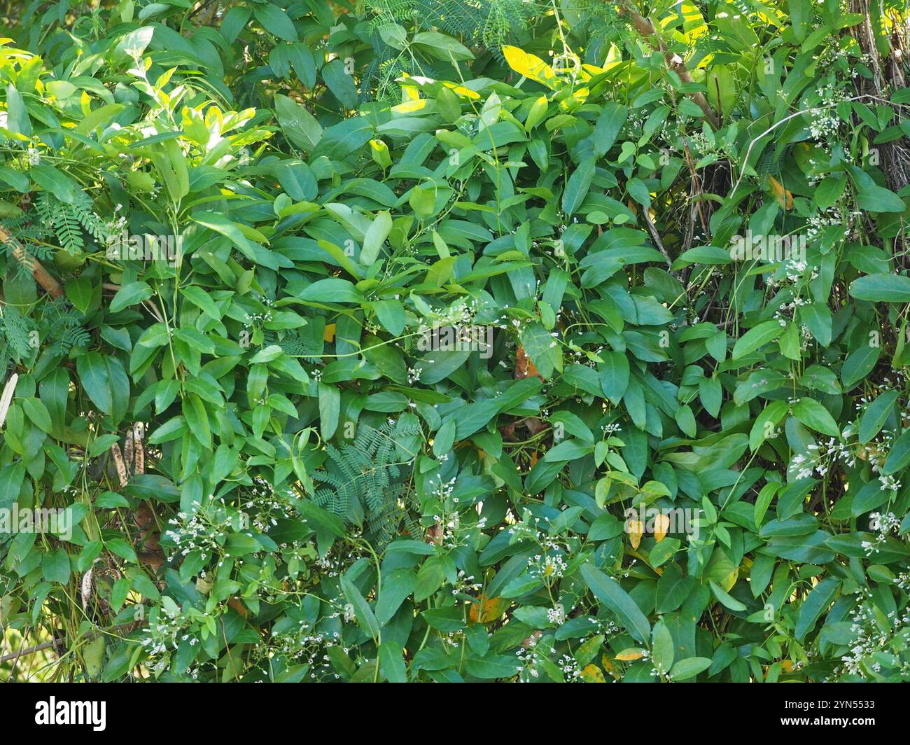 skunk vine (Paederia foetida Stock Photo - Alamy