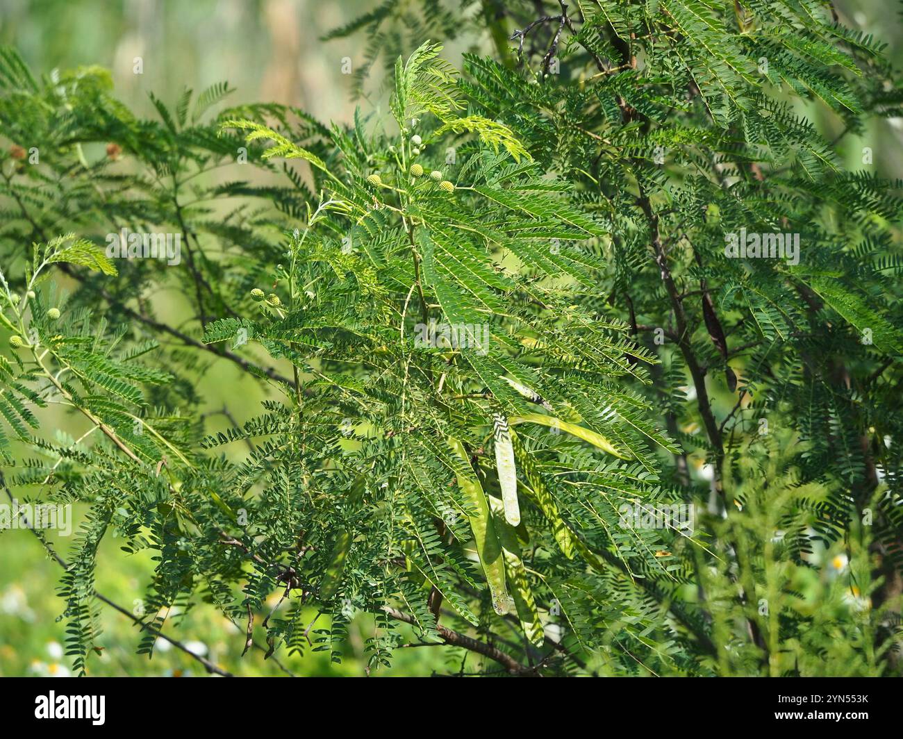 White leadtree (Leucaena leucocephala Stock Photo - Alamy
