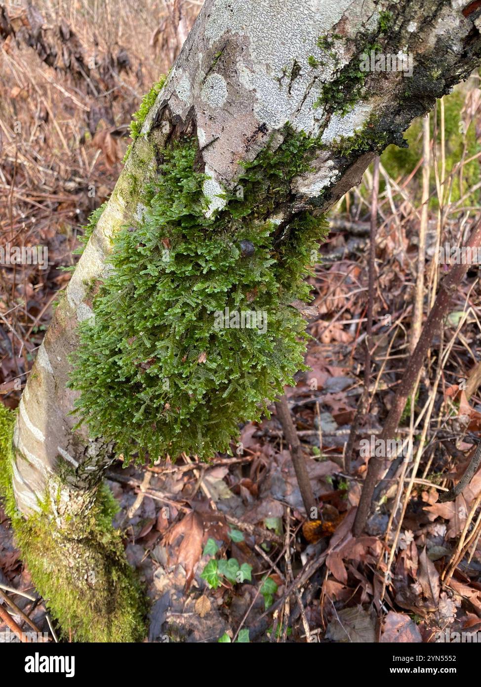 Neckera pennata hi-res stock photography and images - Alamy