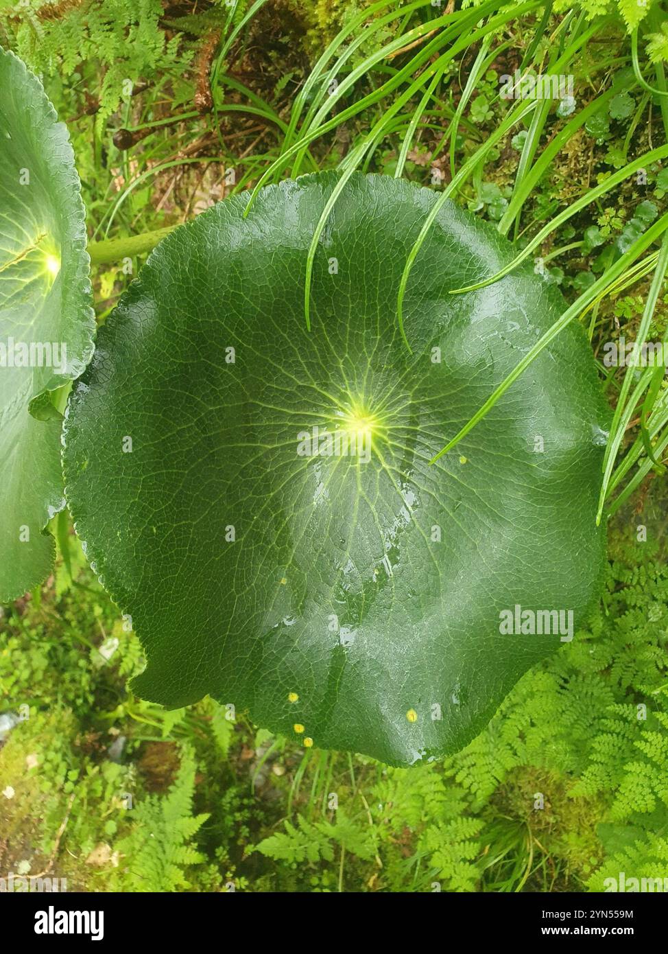 Mount cook lily ranunculus lyallii hi-res stock photography and images ...