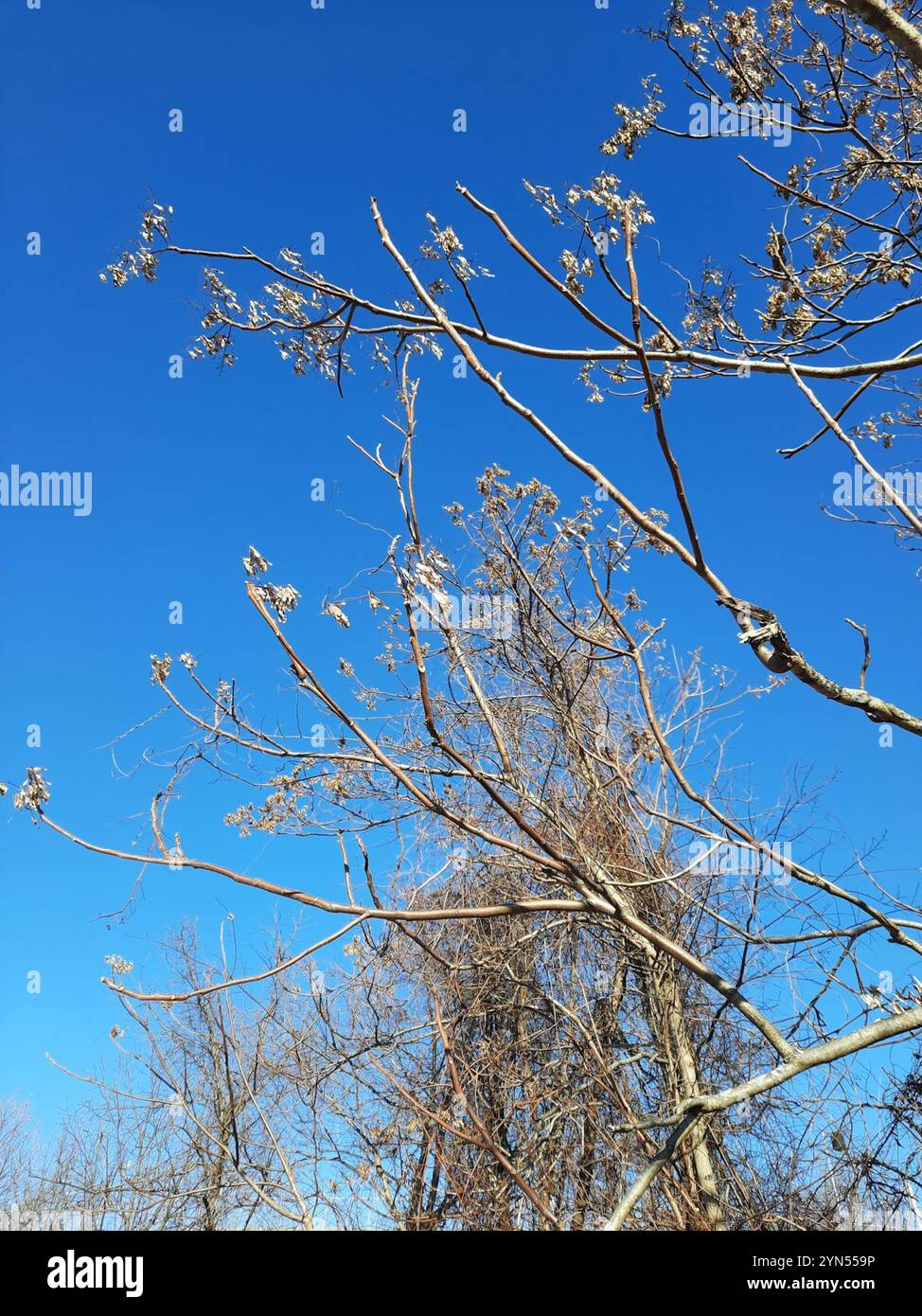 tree-of-heaven (Ailanthus altissima Stock Photo - Alamy