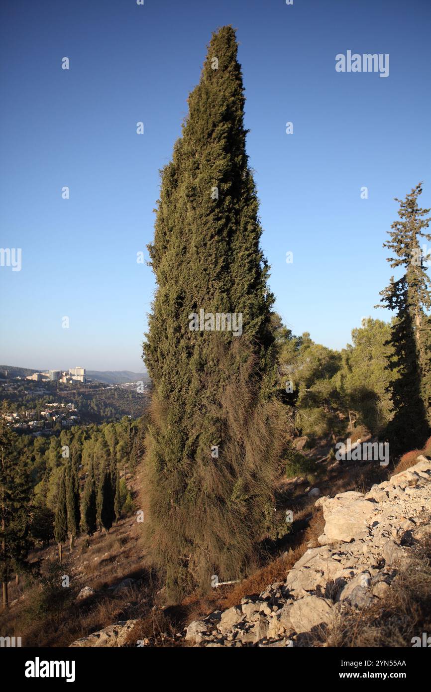 Cypress Tree in the Jerusalem Forest over the Valley of Ein Karem where ...