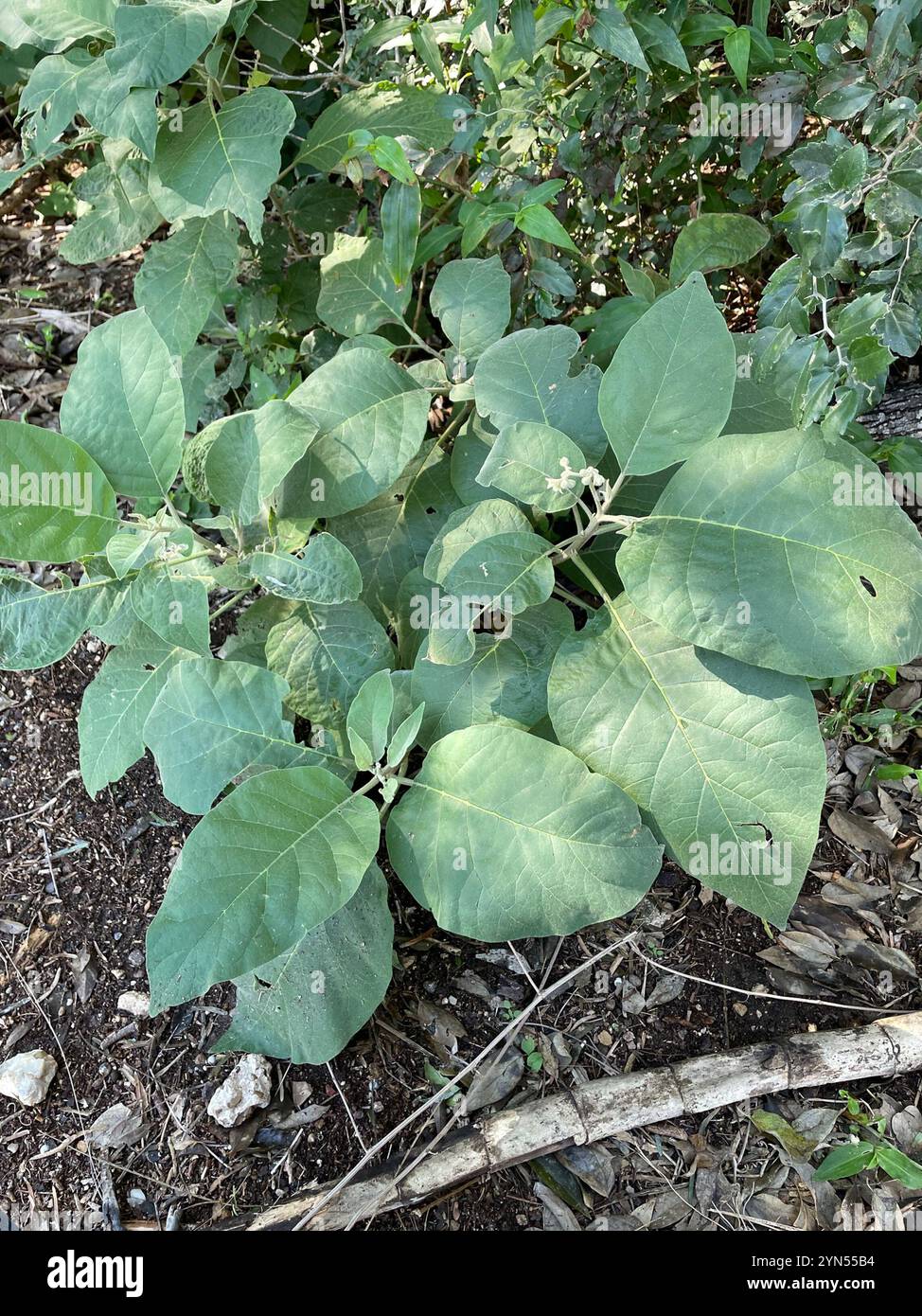 Solanum erianthum hi-res stock photography and images - Alamy
