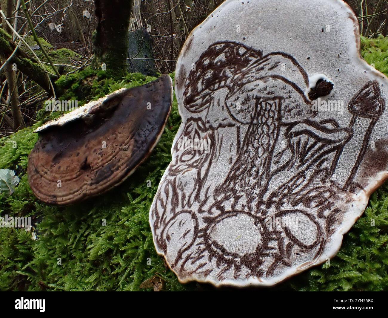 artist's bracket (Ganoderma applanatum Stock Photo - Alamy