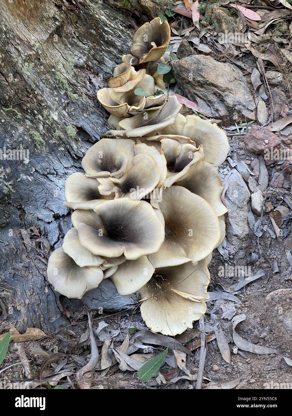 ghost fungus (Omphalotus nidiformis Stock Photo - Alamy