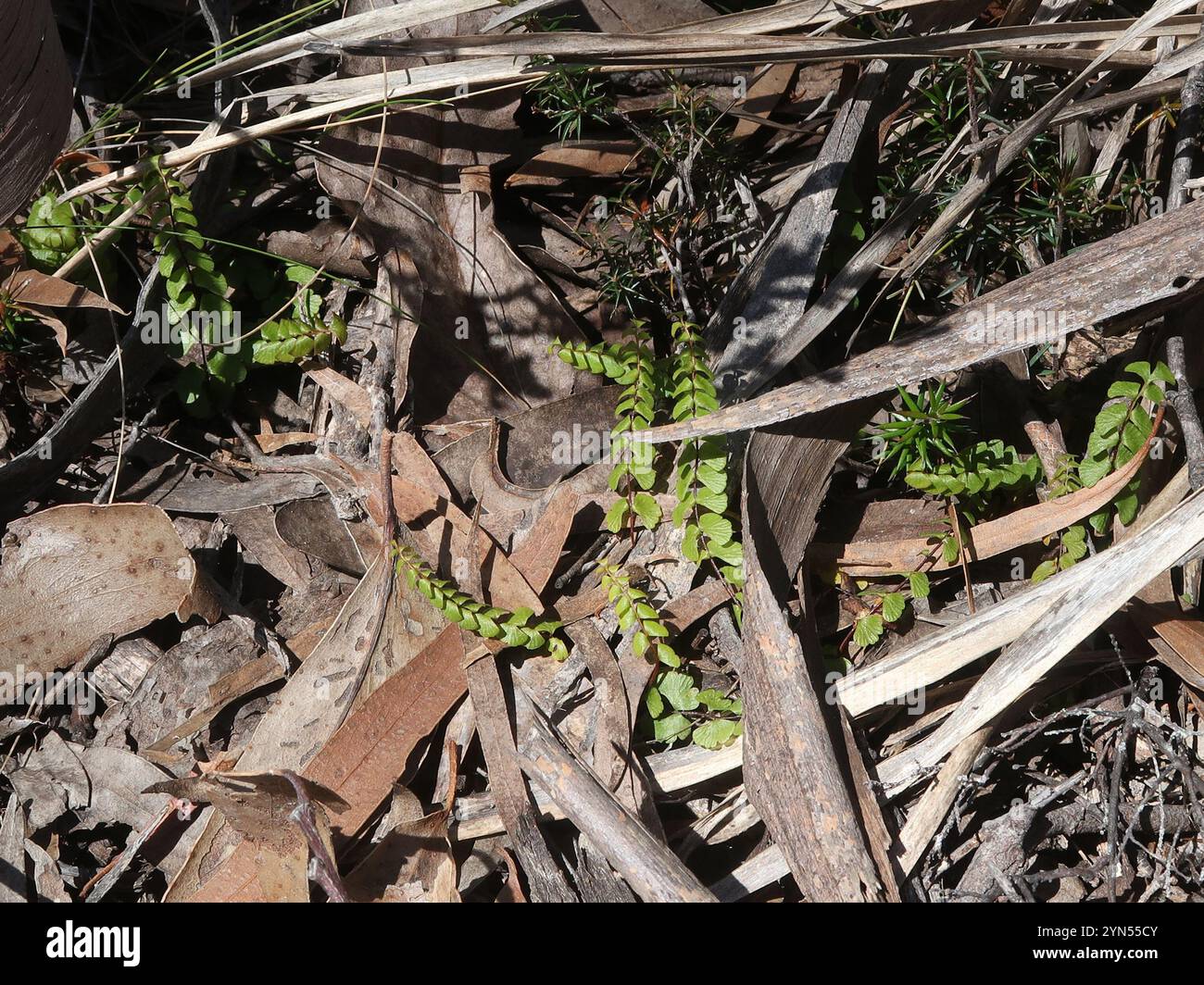 Screw Fern (Lindsaea linearis Stock Photo - Alamy
