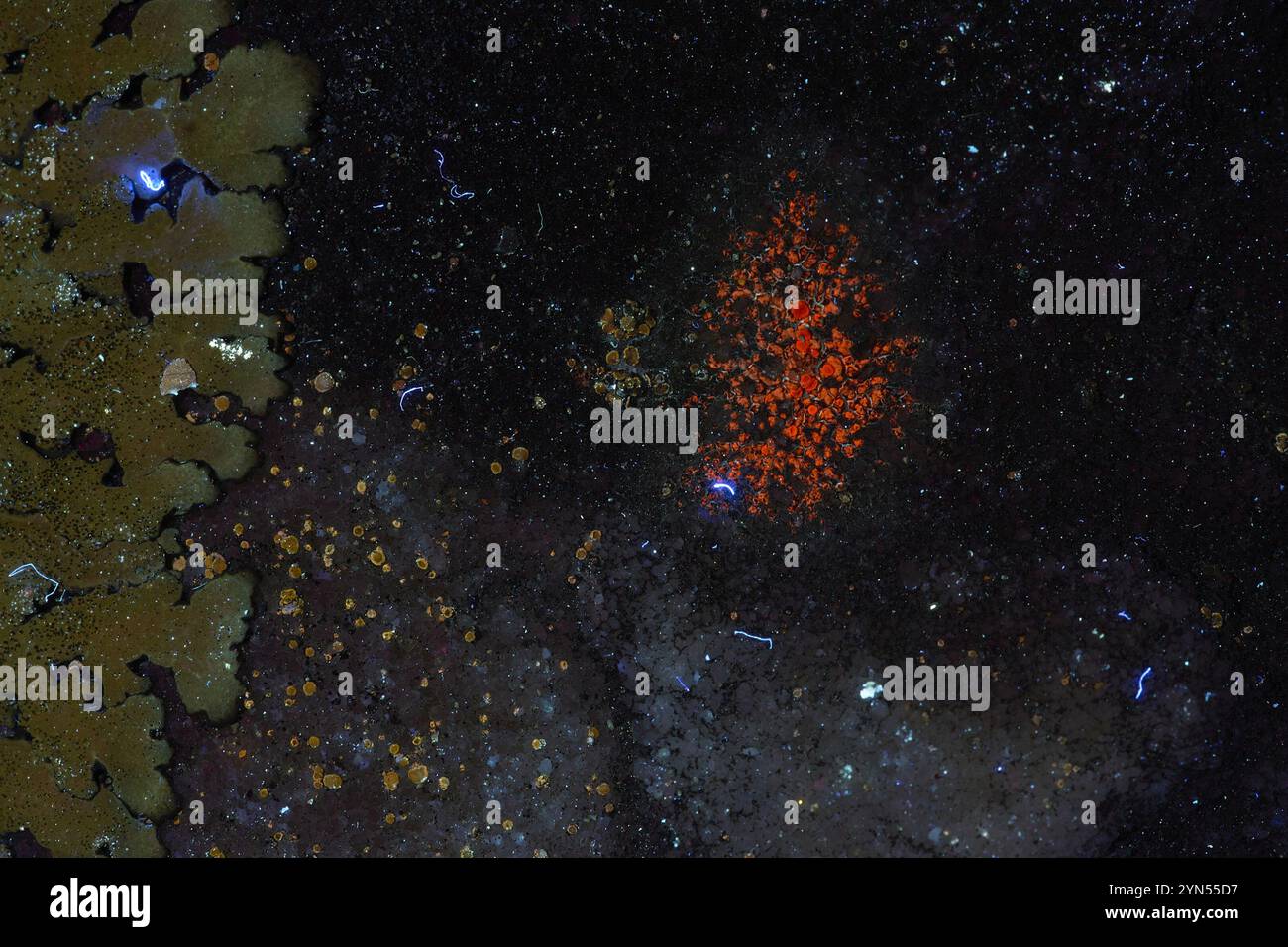Firedot Lichen (Athallia holocarpa Stock Photo - Alamy