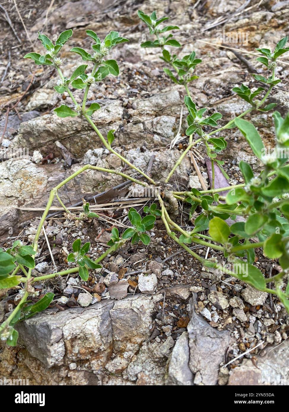 Joyweed hi-res stock photography and images - Alamy