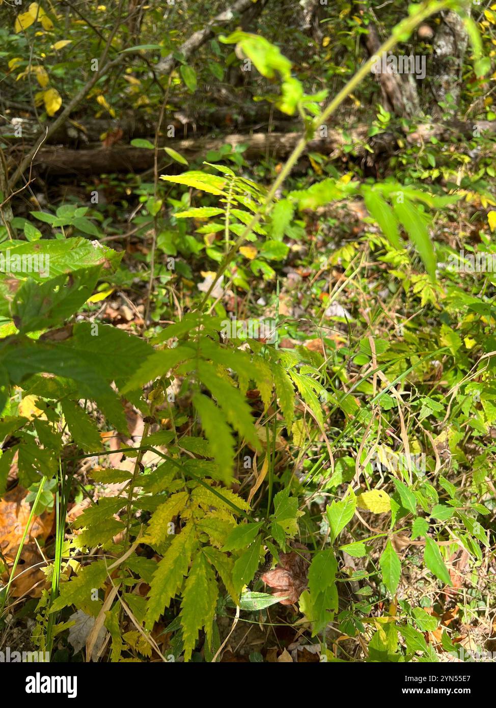 swamp agrimony (Agrimonia parviflora Stock Photo - Alamy