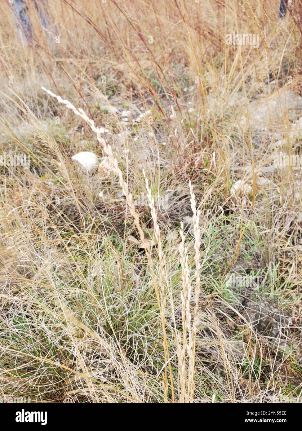 Slim Tridens (Tridentopsis mutica Stock Photo - Alamy