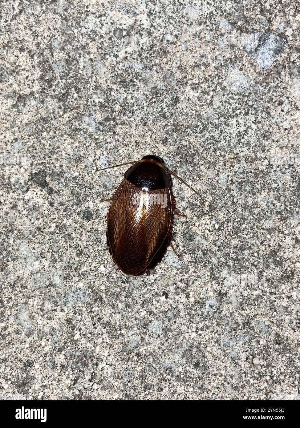 Surinam cockroach hi-res stock photography and images - Alamy