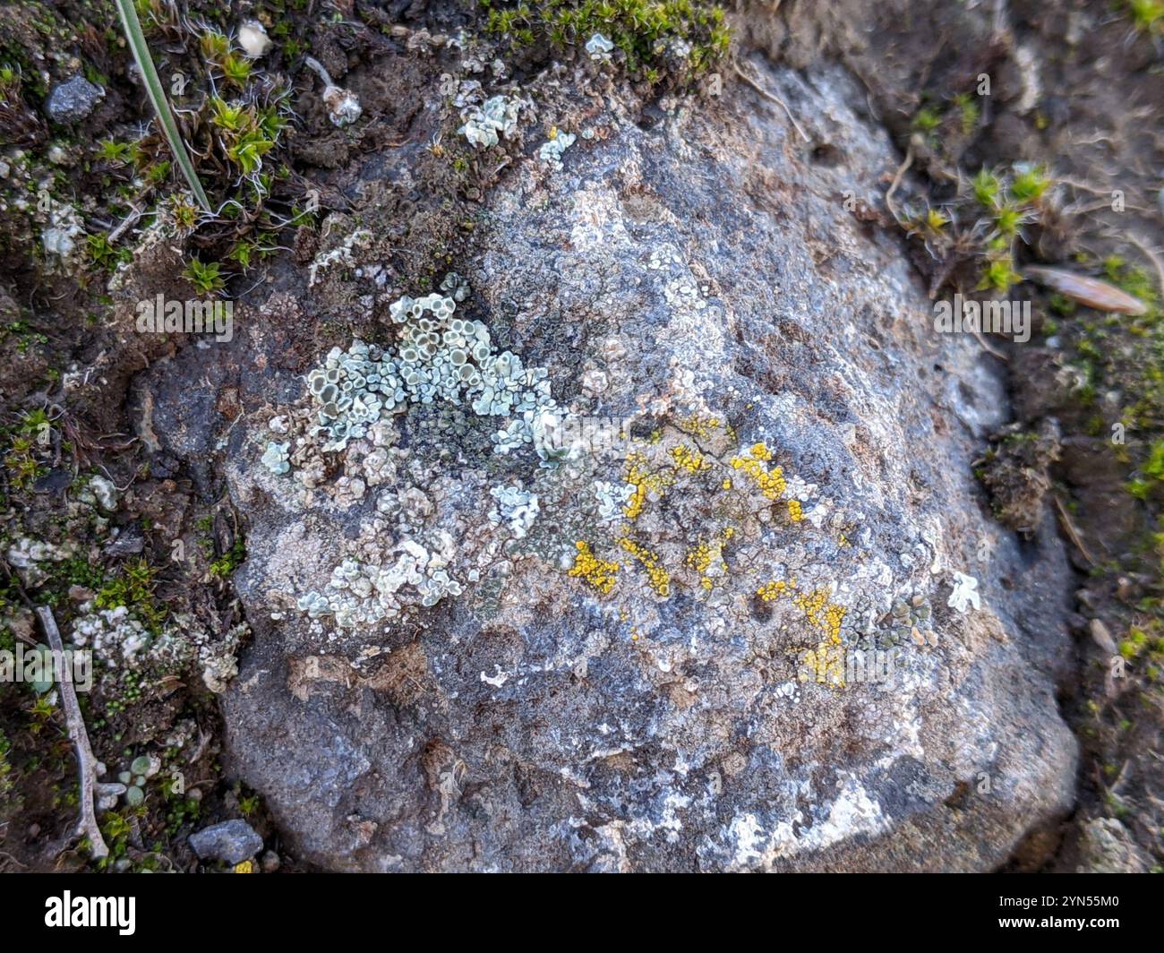 rim lichens, disc lichens, and allies (Lecanoraceae Stock Photo - Alamy