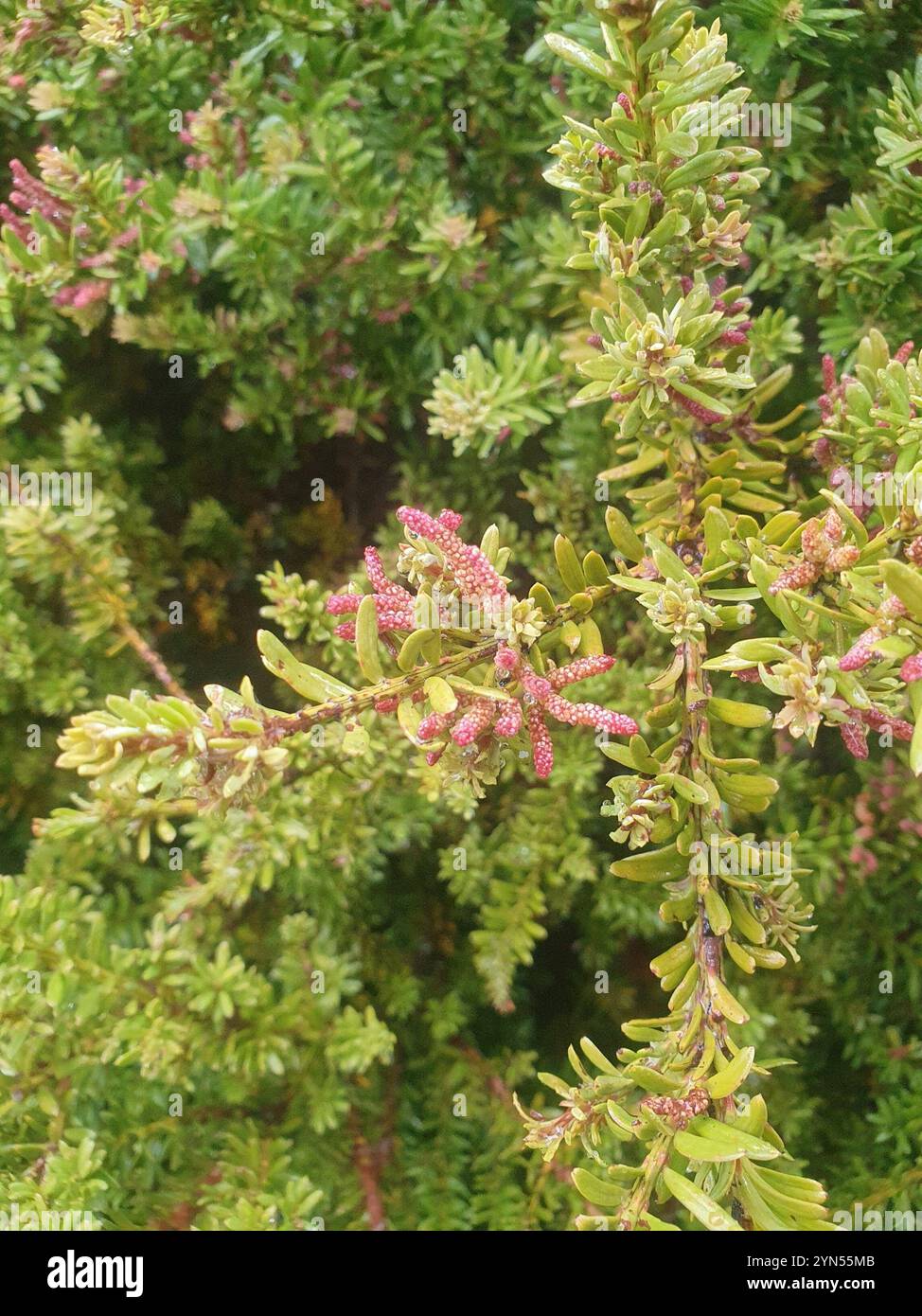 Hall's totara (Podocarpus laetus Stock Photo - Alamy