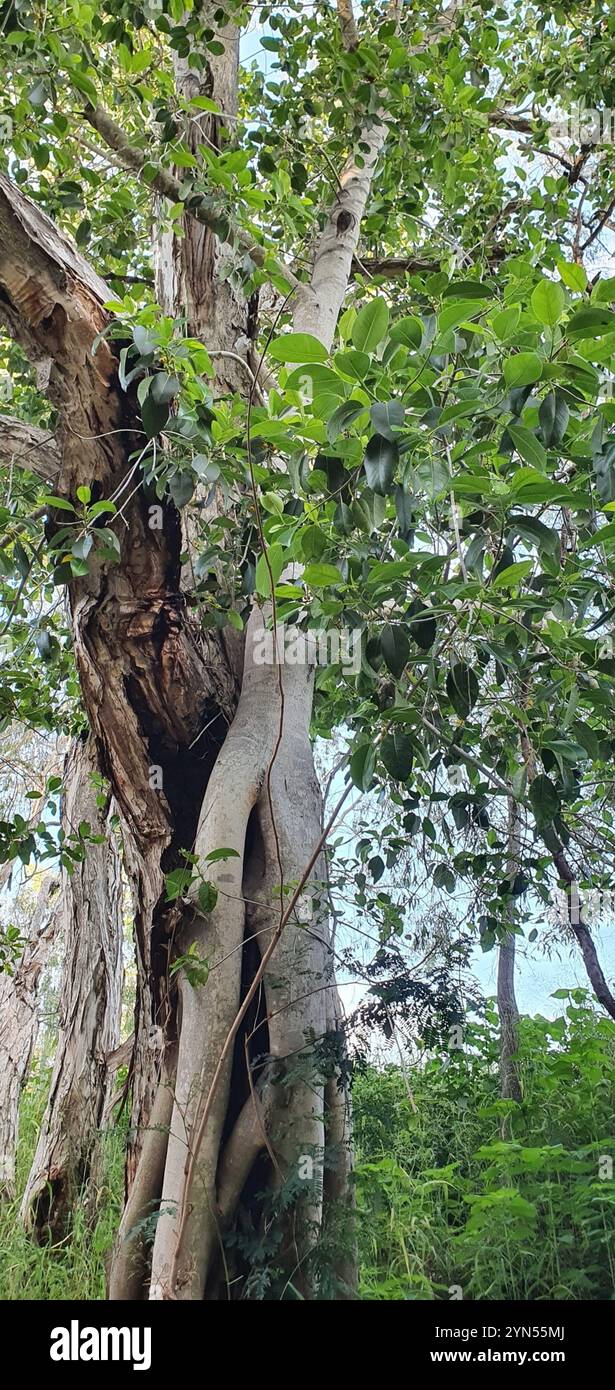 Port Jackson fig (Ficus rubiginosa Stock Photo - Alamy