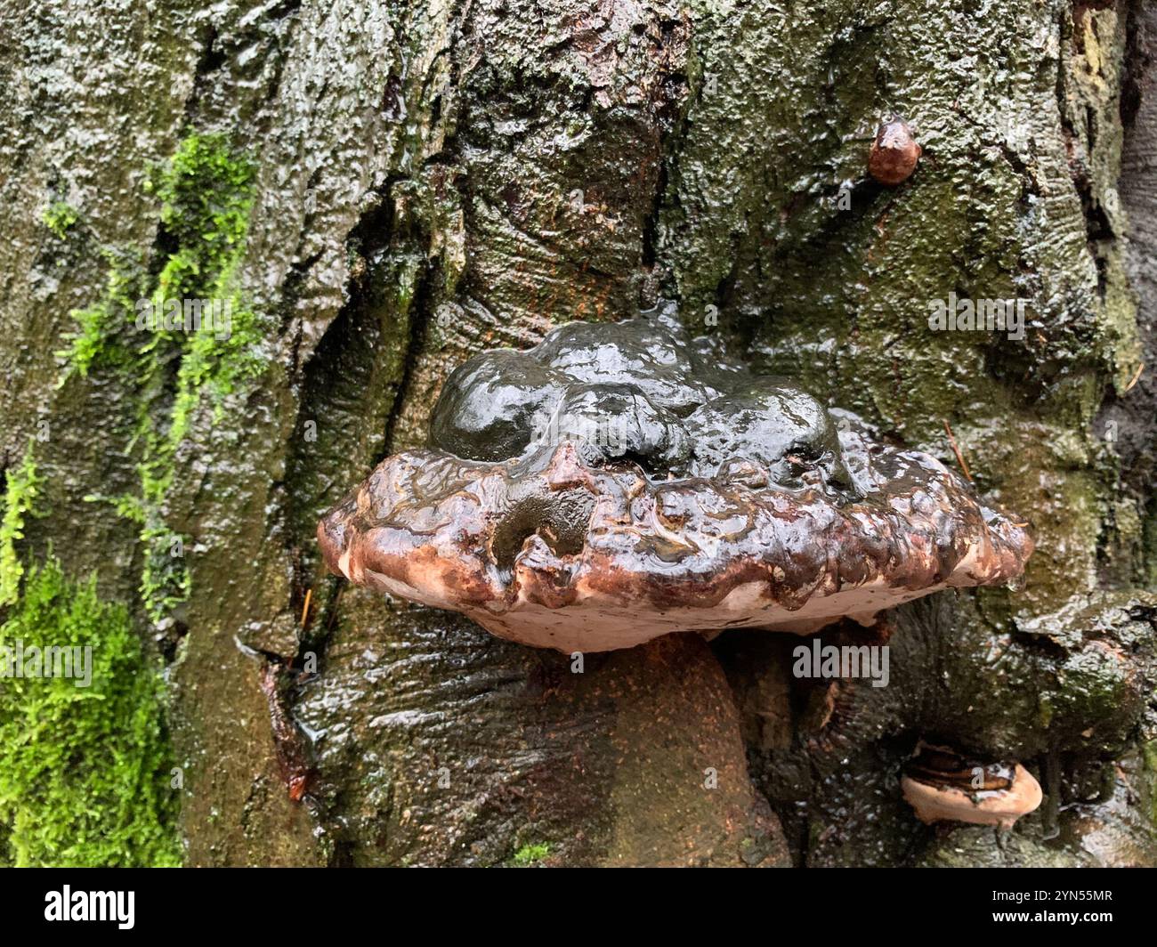 artist's bracket (Ganoderma applanatum Stock Photo - Alamy