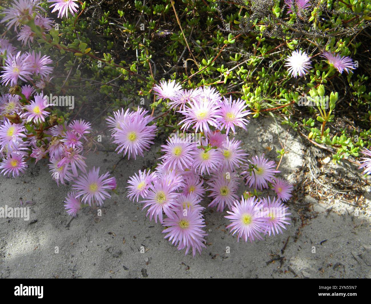 Sickleleaf Dewplant (Lampranthus falciformis Stock Photo - Alamy