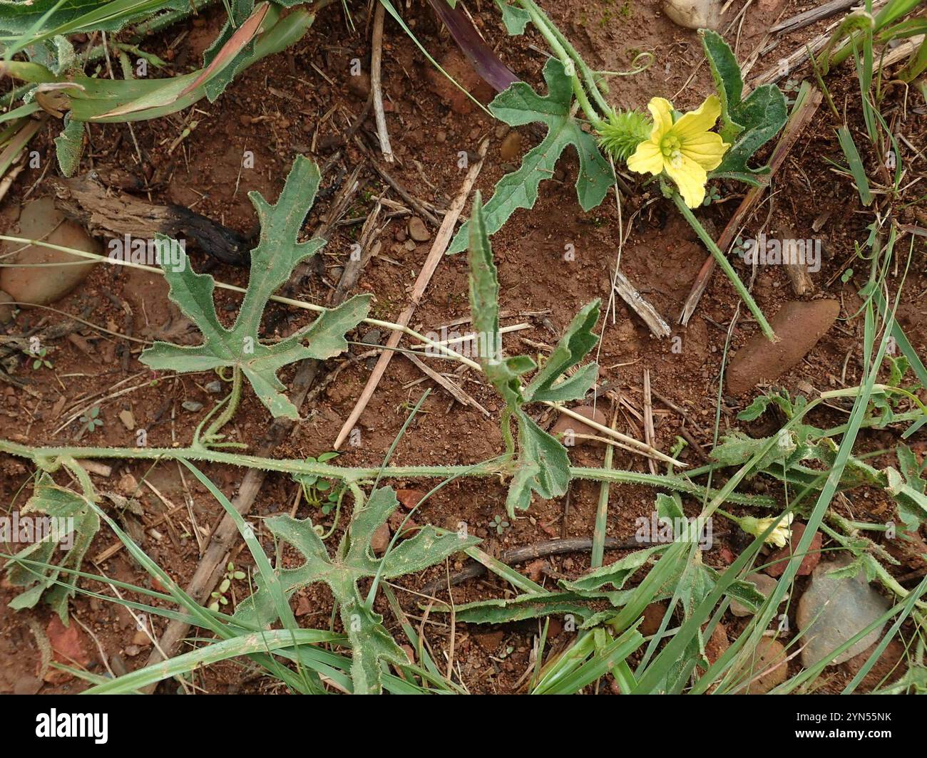 South African Spiny Cucumber (Cucumis zeyheri Stock Photo - Alamy