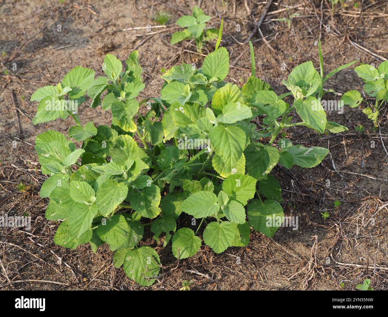 Flannel weed hi-res stock photography and images - Alamy