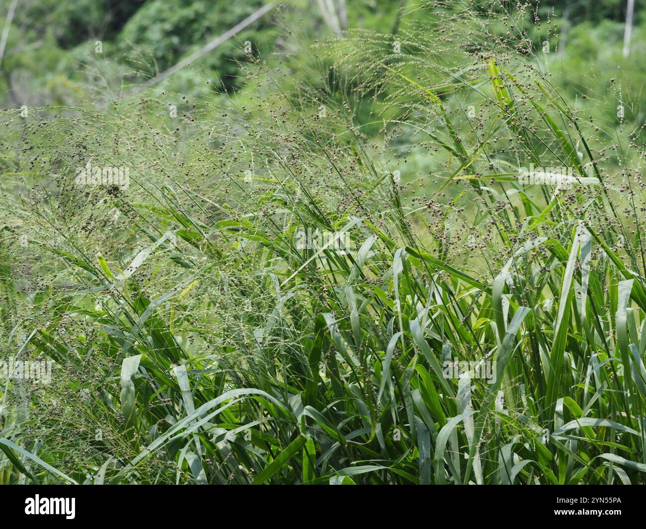 Megathyrsus maximus hi-res stock photography and images - Alamy