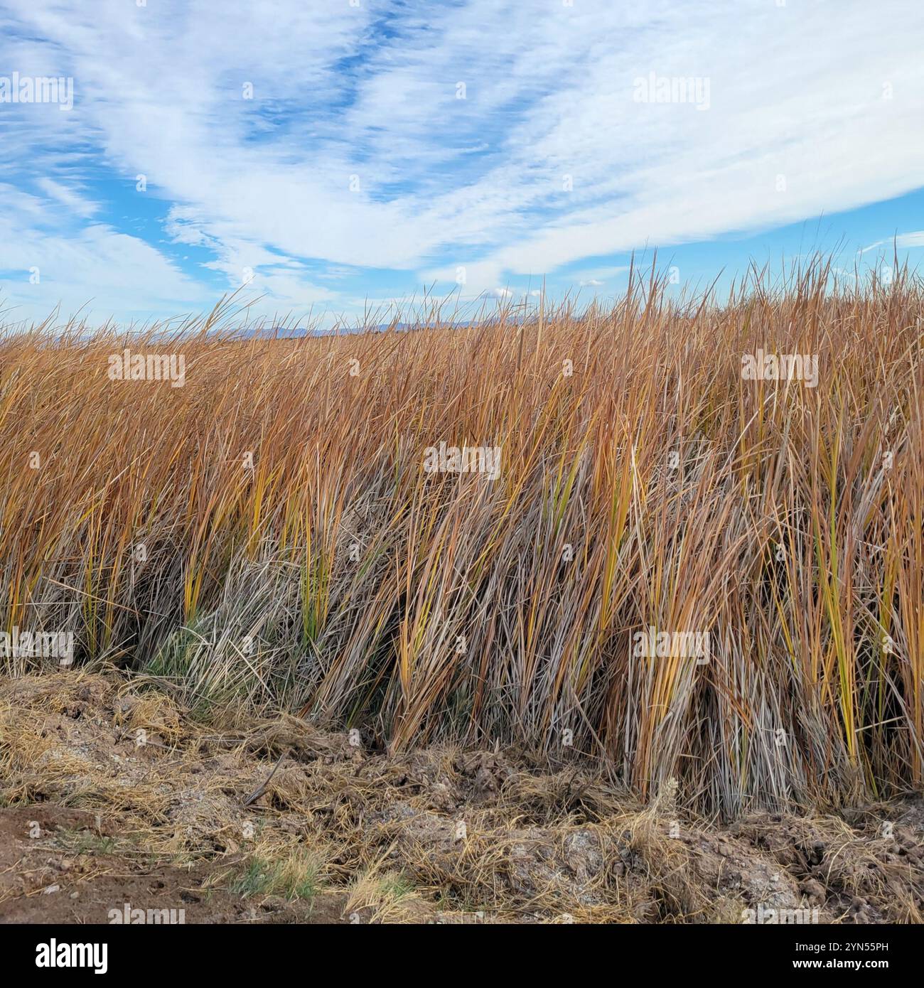 southern cattail (Typha domingensis Stock Photo - Alamy