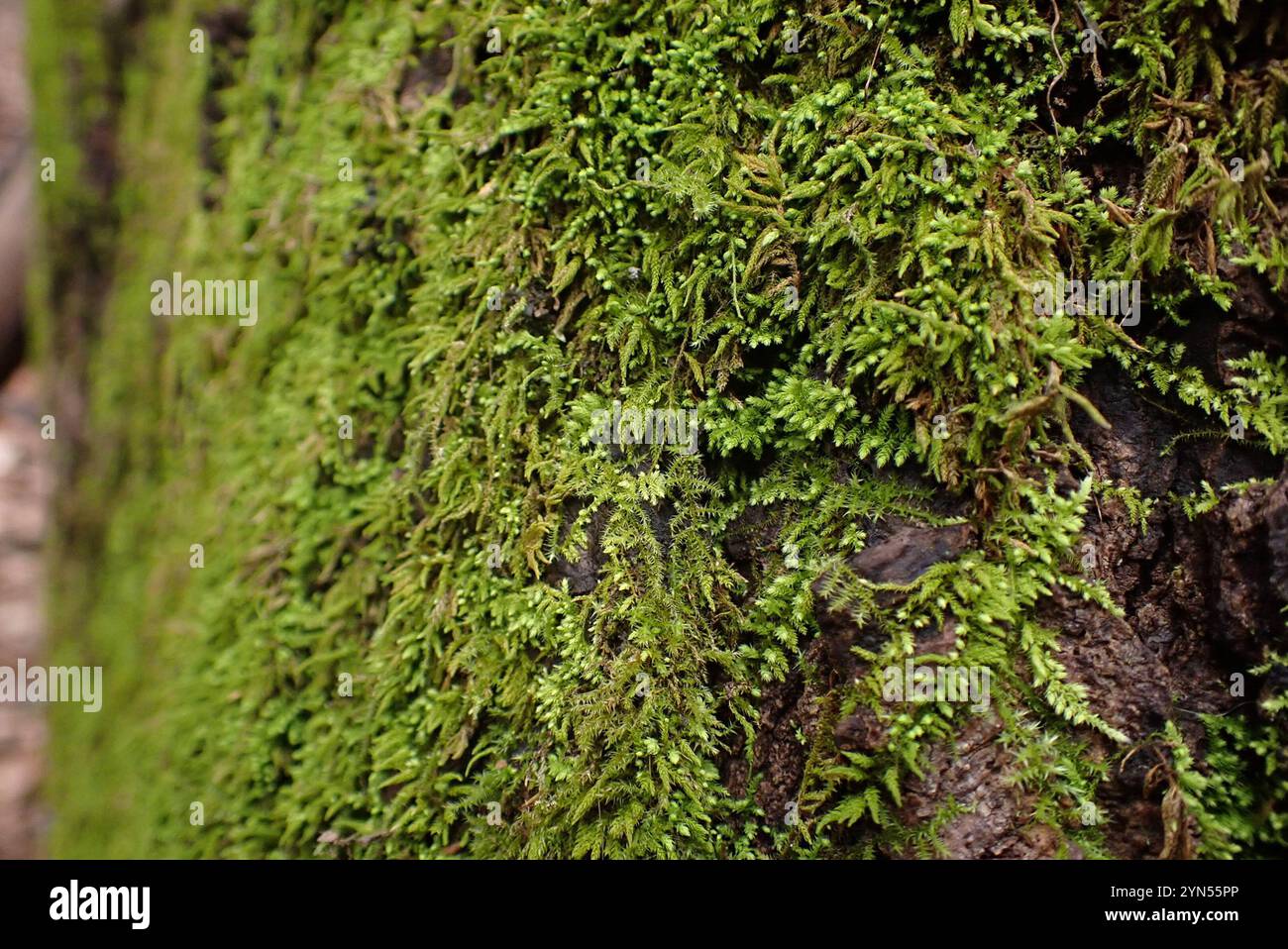 Yellow Yarn Moss (Claopodium rostratum Stock Photo - Alamy