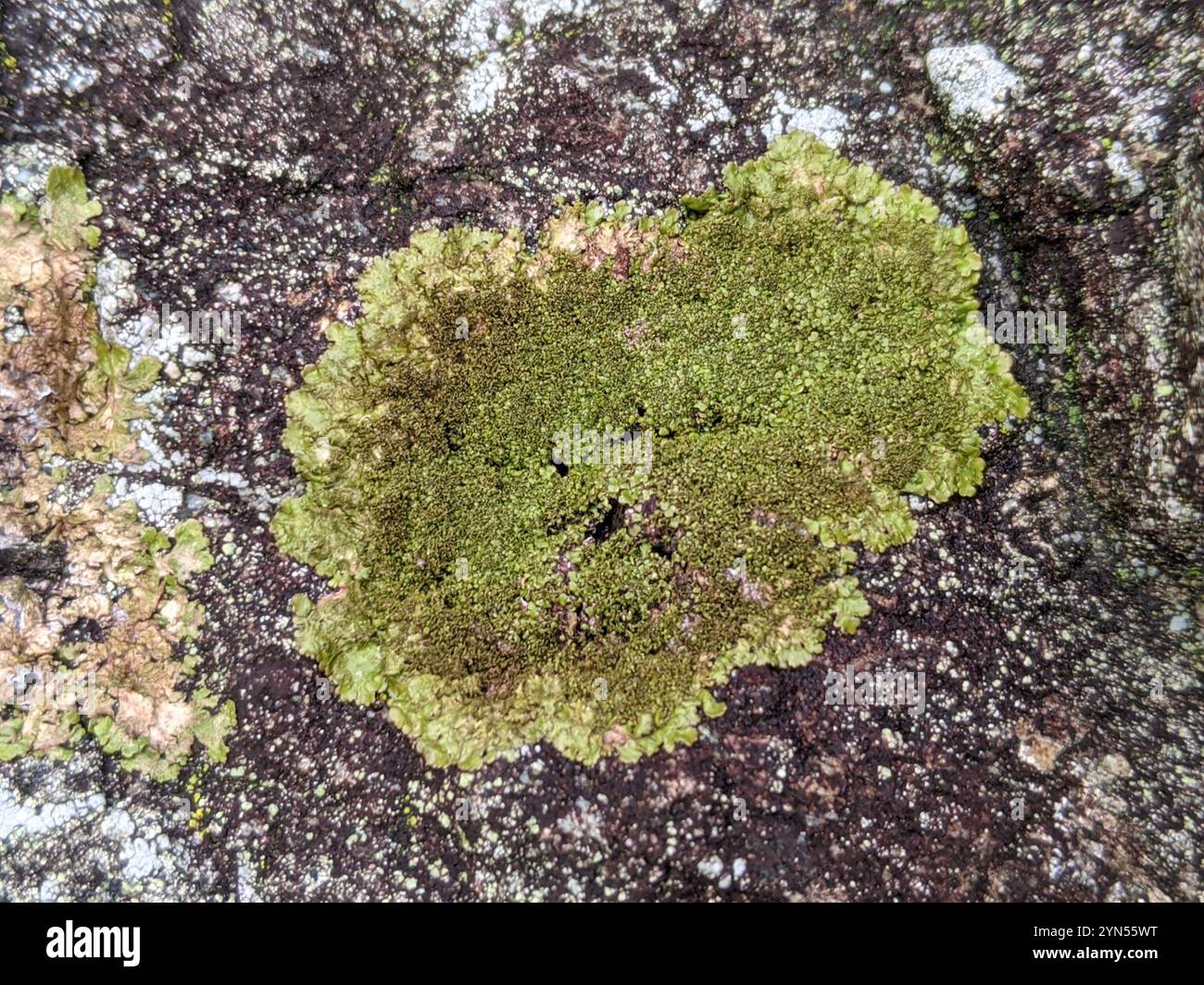 common lichens (Lecanoromycetes Stock Photo - Alamy
