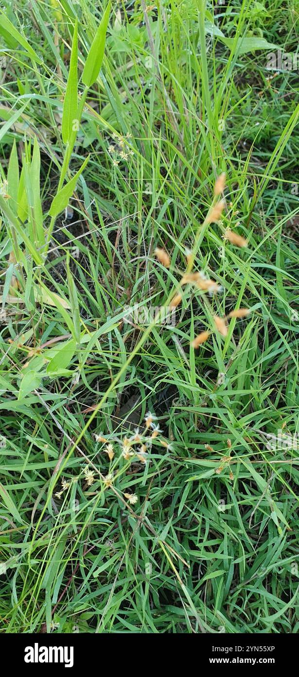 Common Fringe-rush (Fimbristylis dichotoma Stock Photo - Alamy