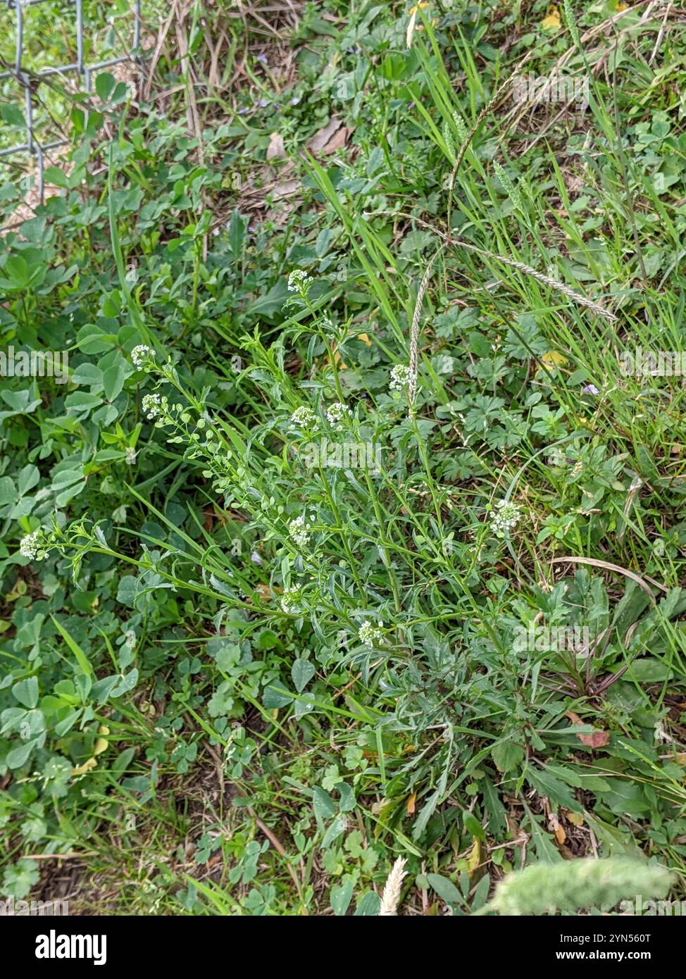 Virginia pepperweed (Lepidium virginicum Stock Photo - Alamy