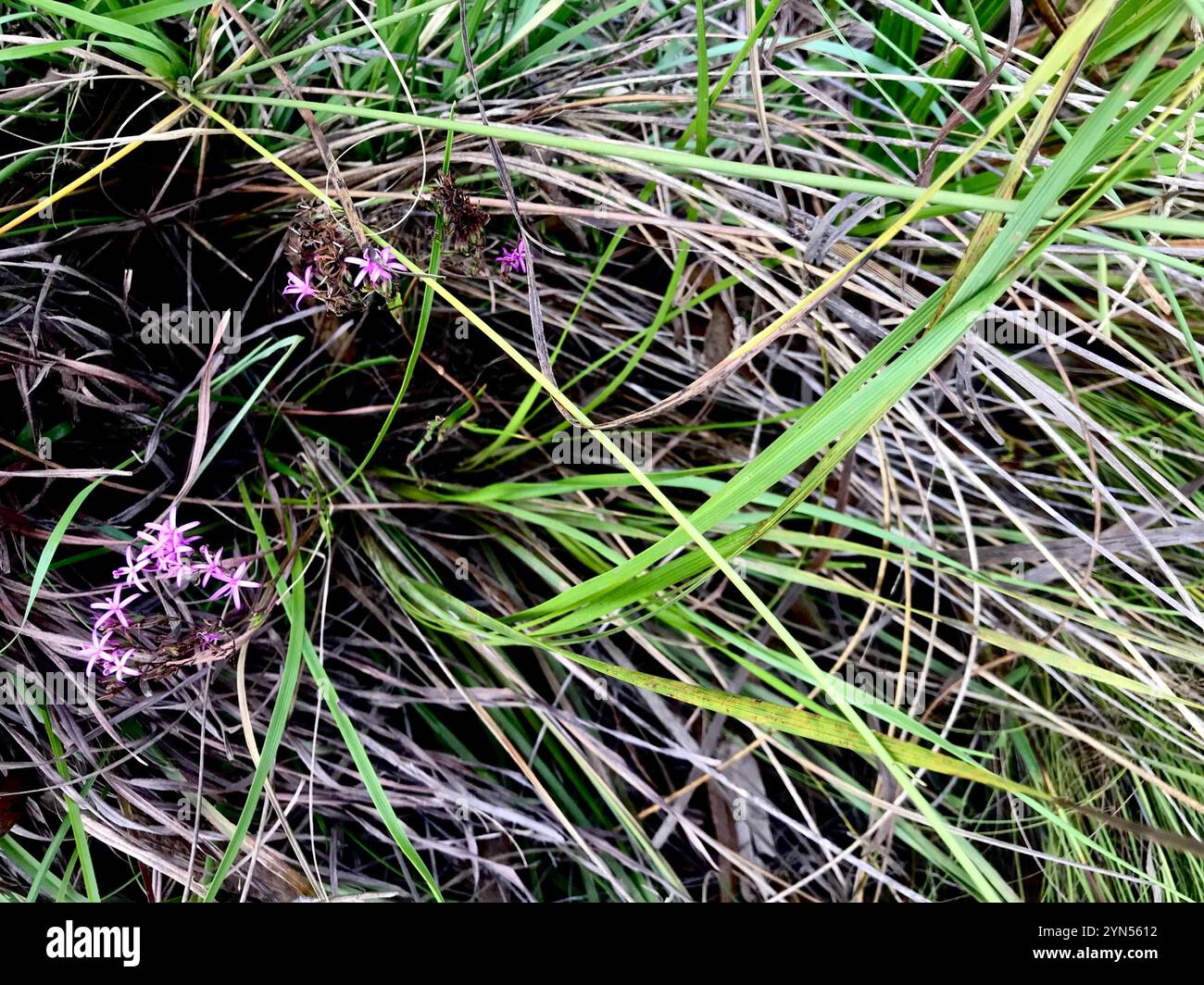 Corymbium hi-res stock photography and images - Alamy