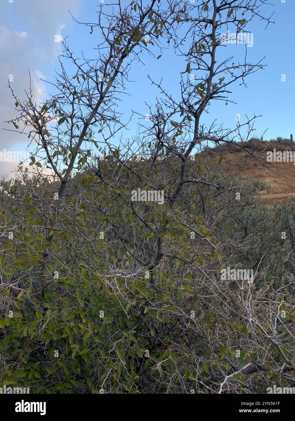 spiny hackberry (Celtis pallida Stock Photo - Alamy