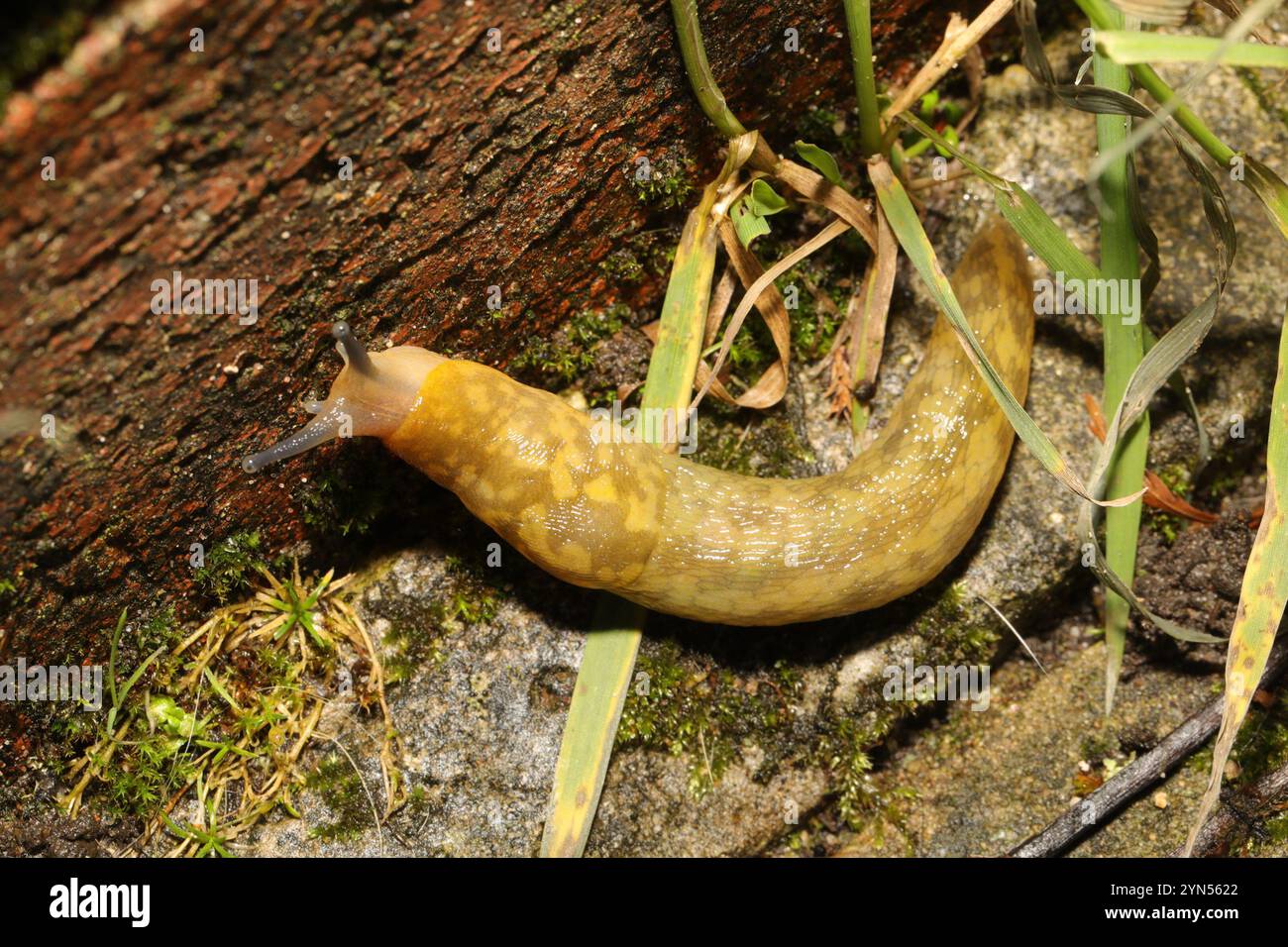 Green cellar slug hi-res stock photography and images - Alamy