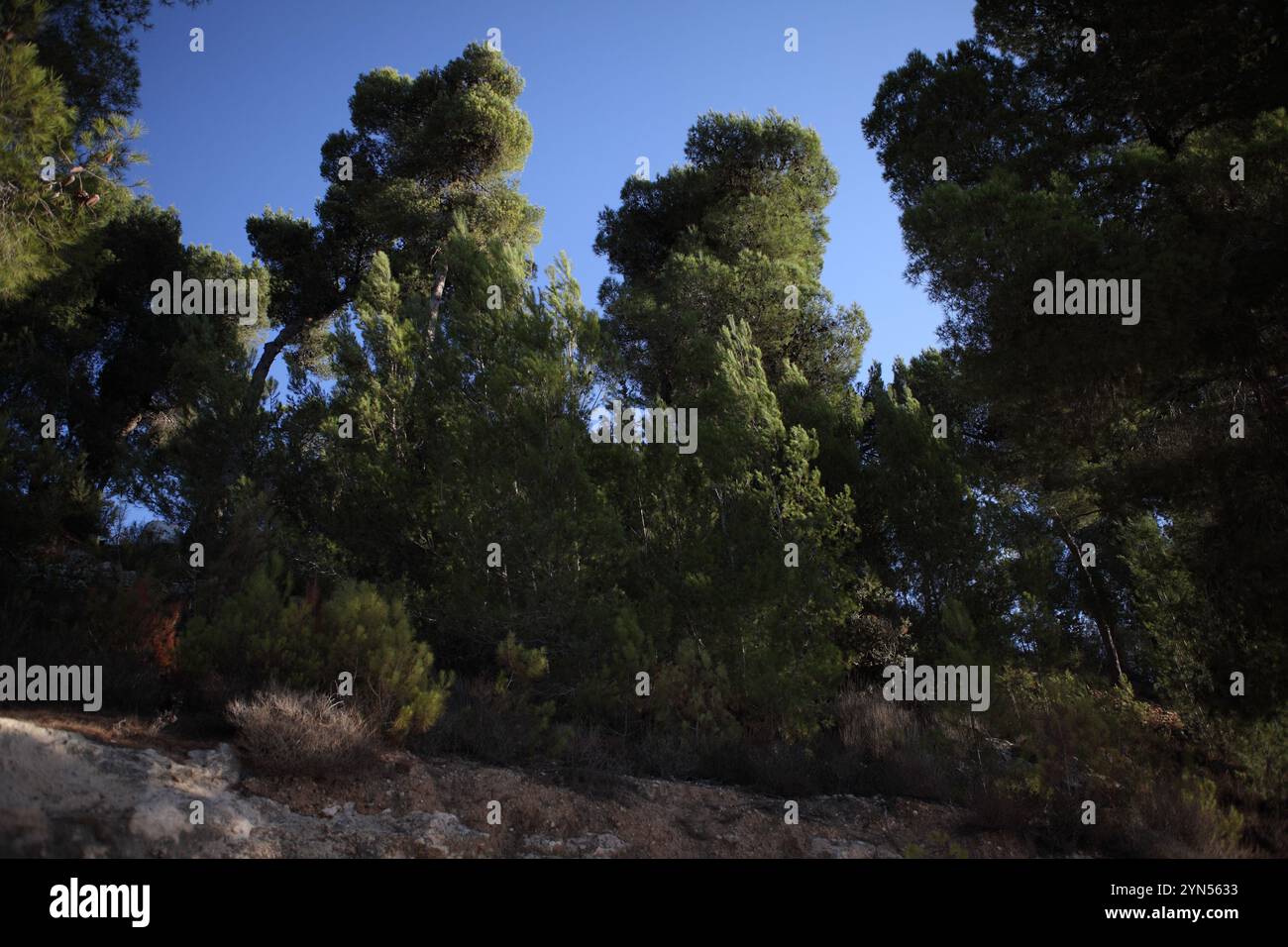 Pine Trees in the Jerusalem Forest in the mountainous area of the ...