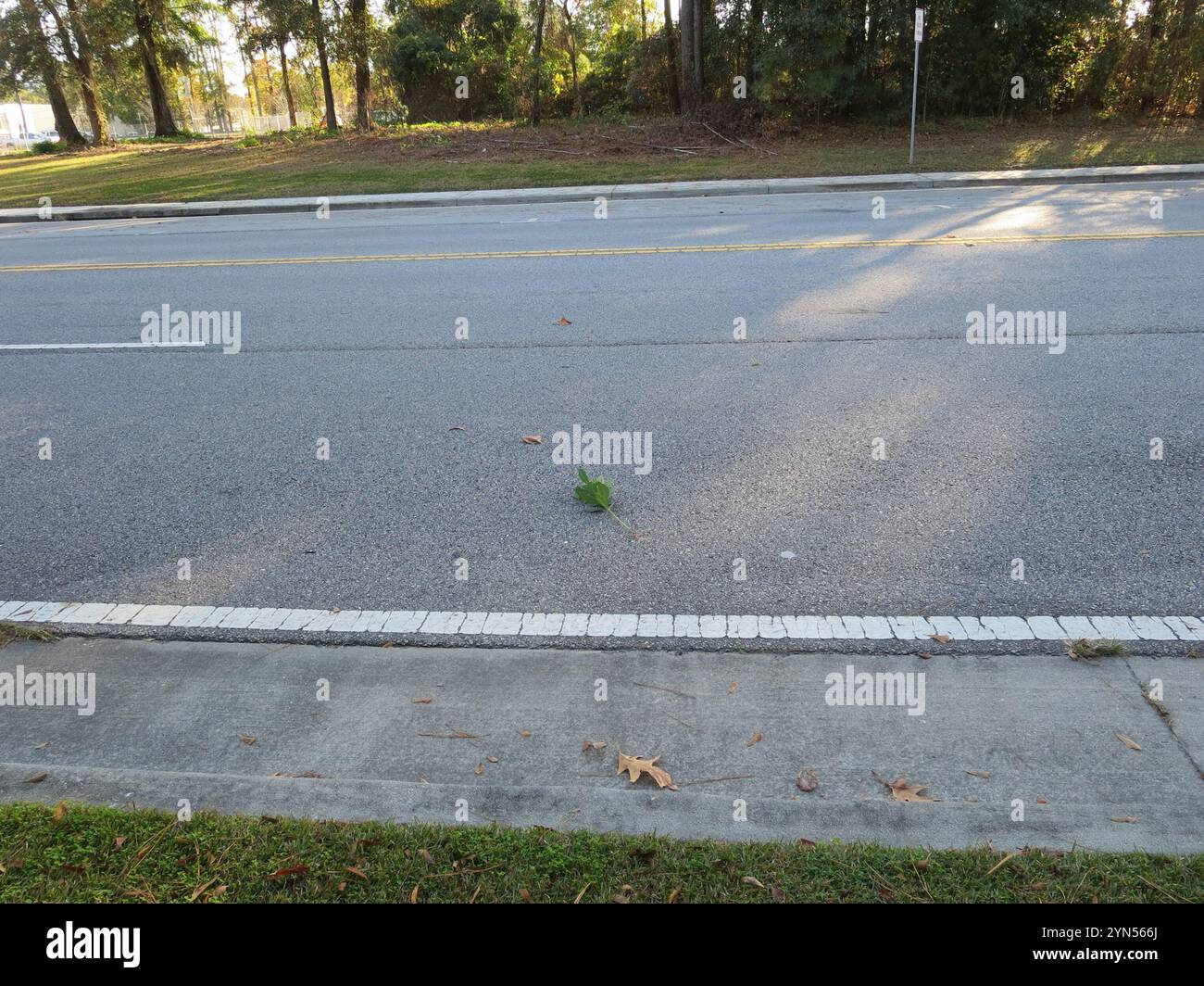 Showy Rattlebox (Crotalaria spectabilis Stock Photo - Alamy