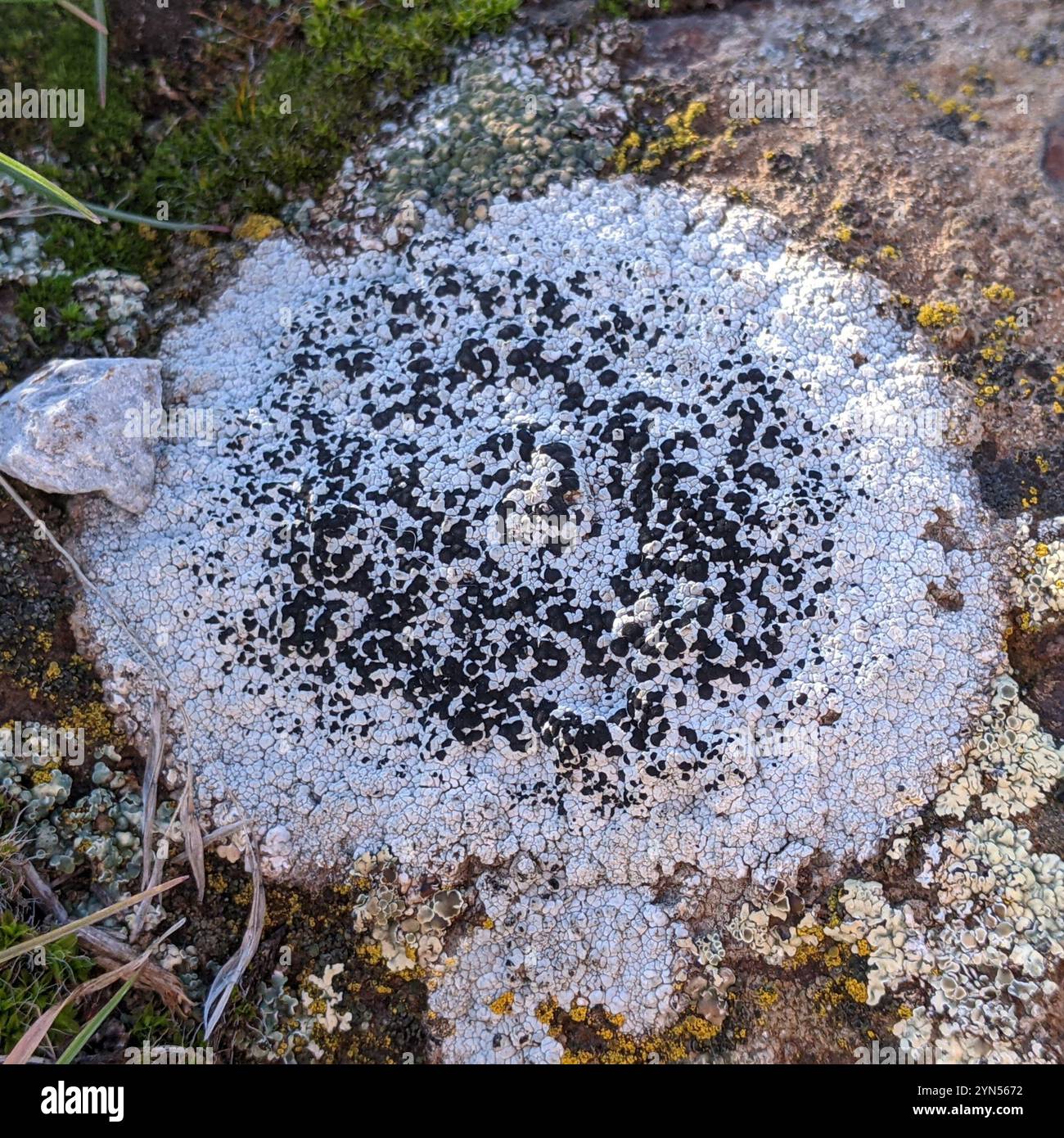 Tile Lichens (Lecidea Stock Photo - Alamy