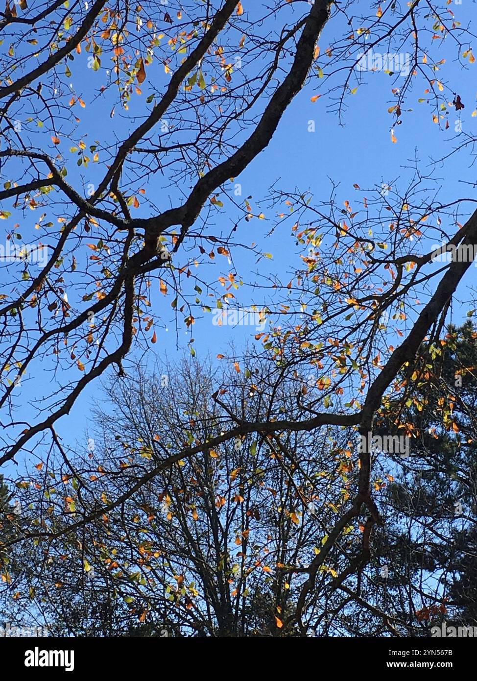 water oak (Quercus nigra Stock Photo - Alamy