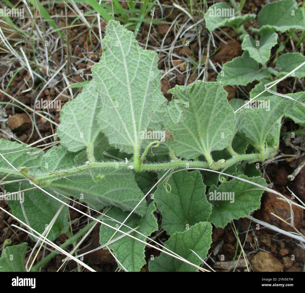 Hairy Wild Cucumber (Cucumis hirsutus Stock Photo - Alamy